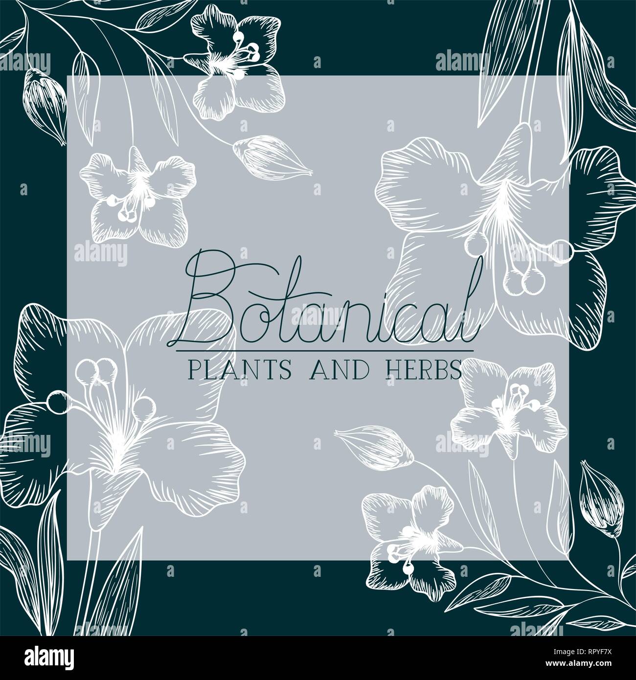 botanical label with plants and herbs Stock Vector Image & Art - Alamy