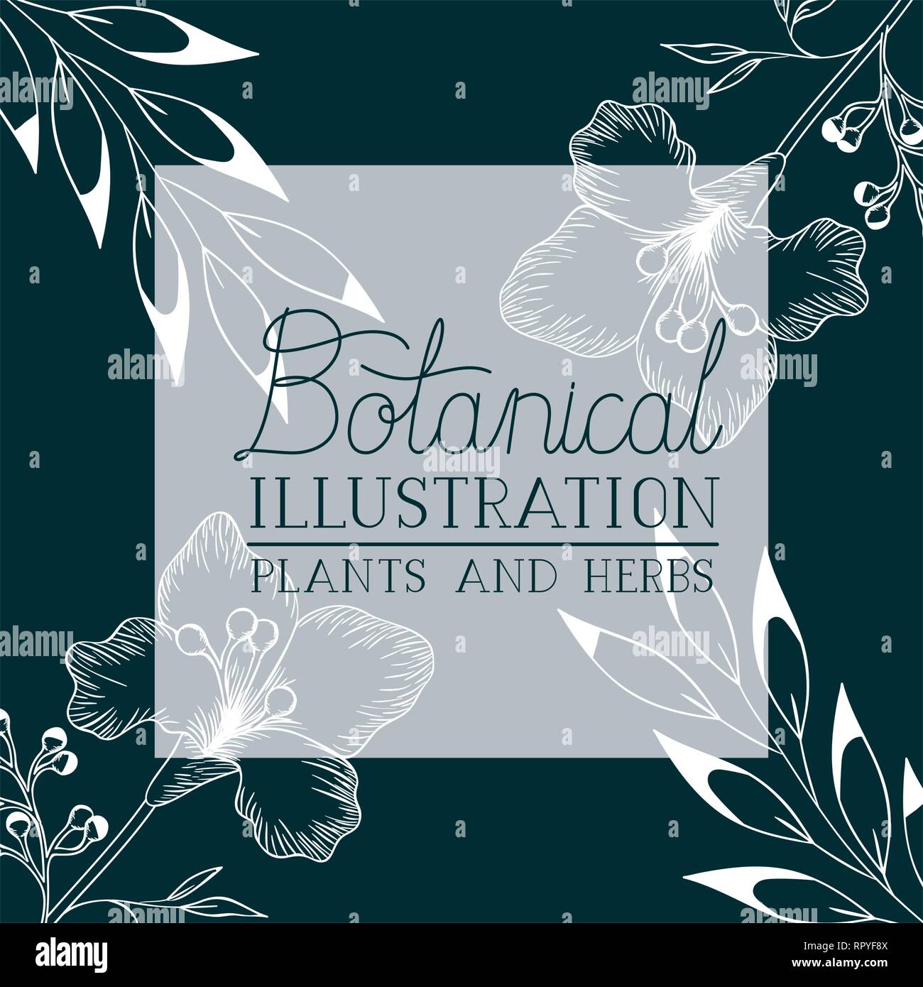 botanical illustration label with plants and herbs Stock Vector Image ...
