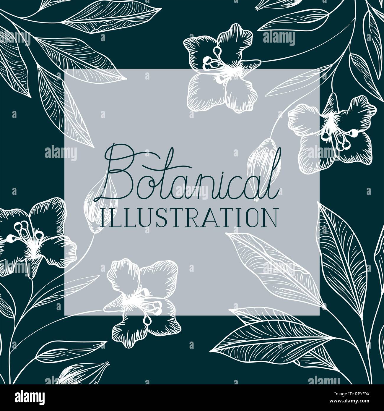 botanical illustration label with plants Stock Vector Image & Art - Alamy