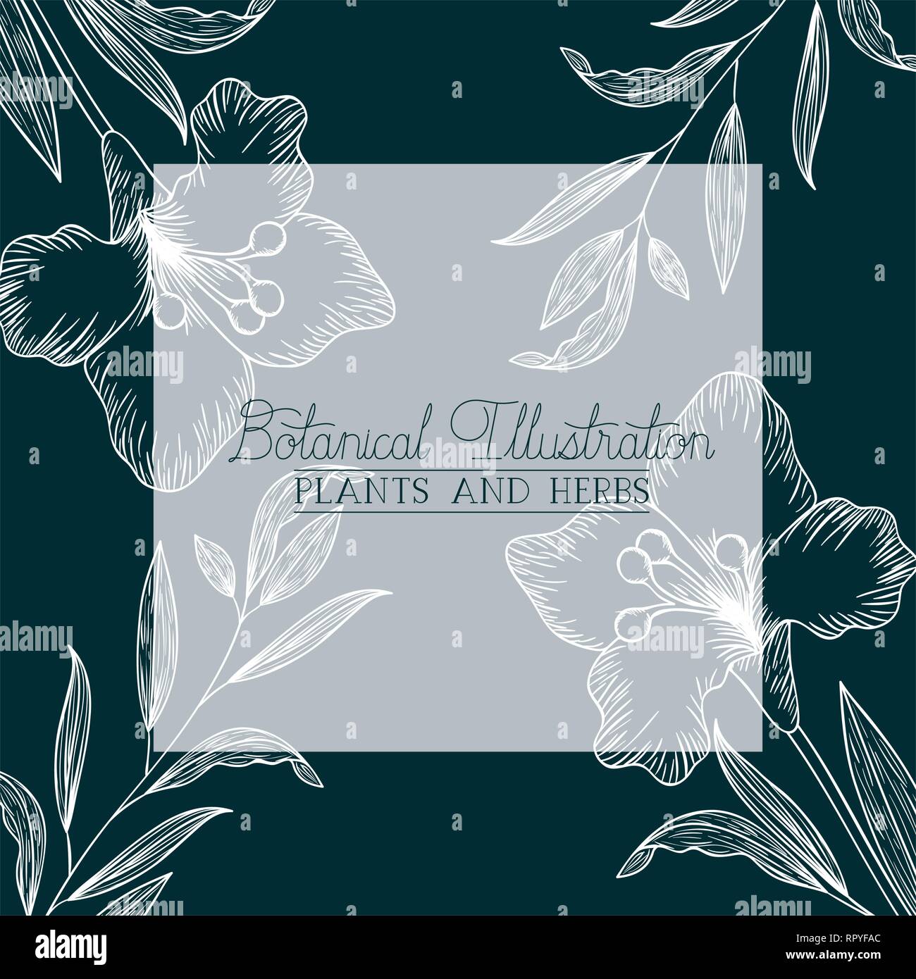 botanical illustration label with plants and herbs Stock Vector Image ...