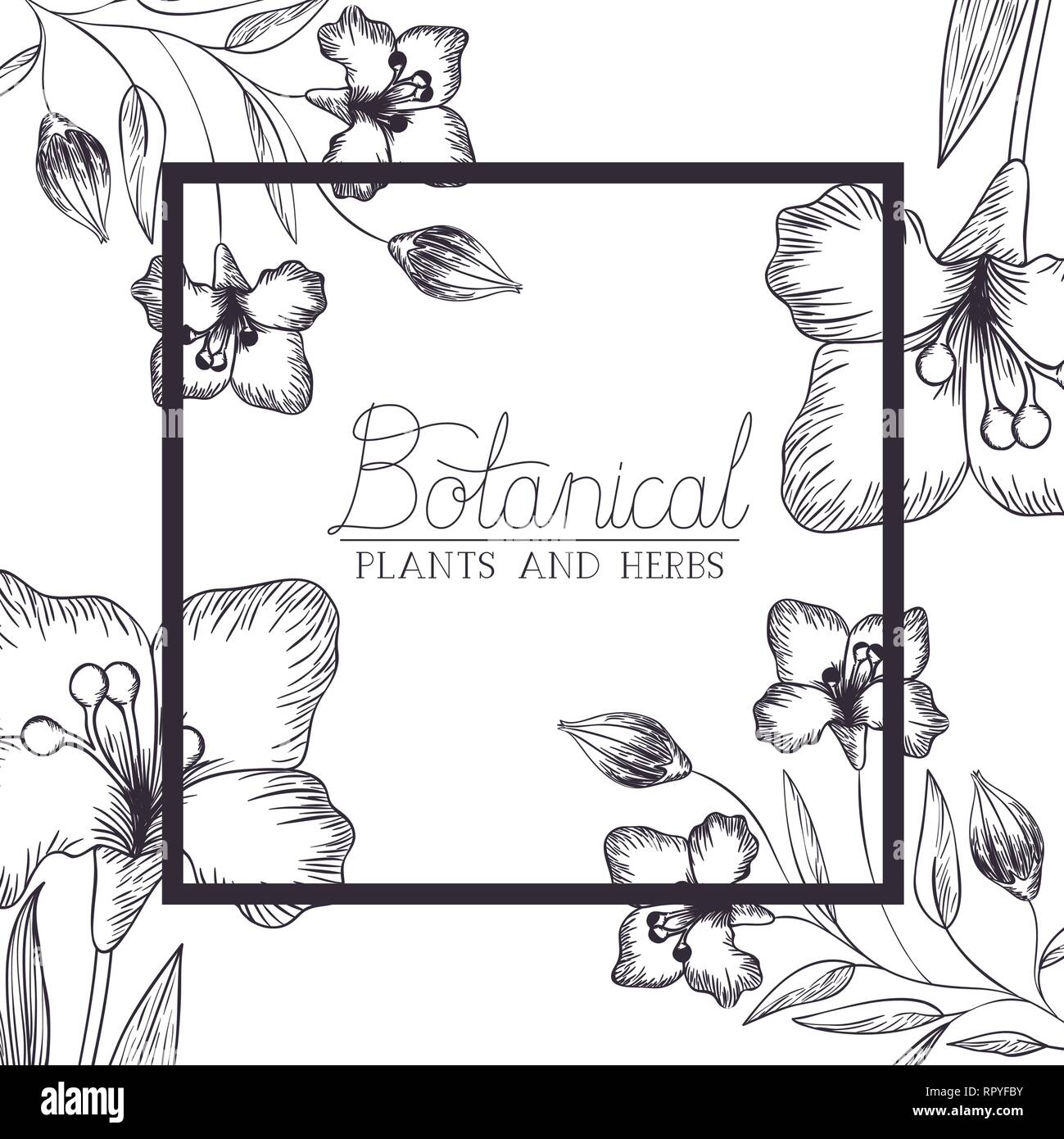 botanical label with plants and herbs Stock Vector Image & Art - Alamy