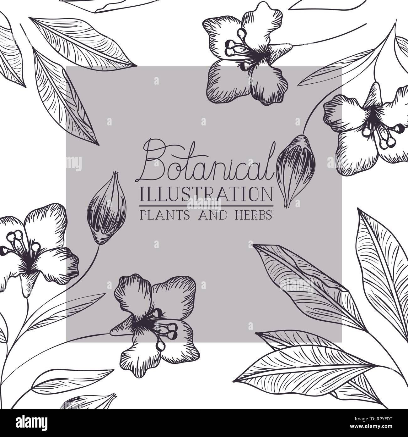 botanical illustration label with plants and herbs Stock Vector Image ...