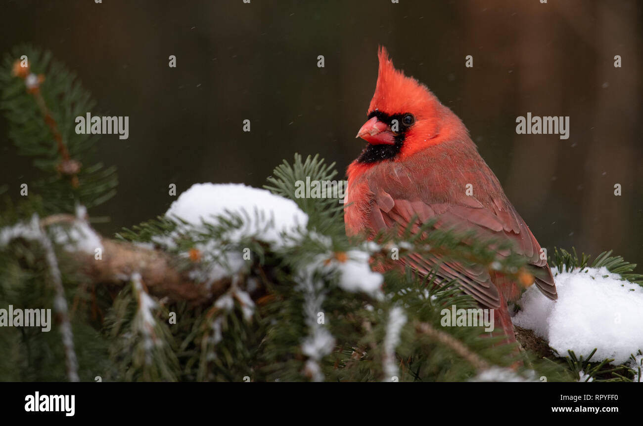 Cardinal In Tree High Resolution Stock Photography and Images - Alamy