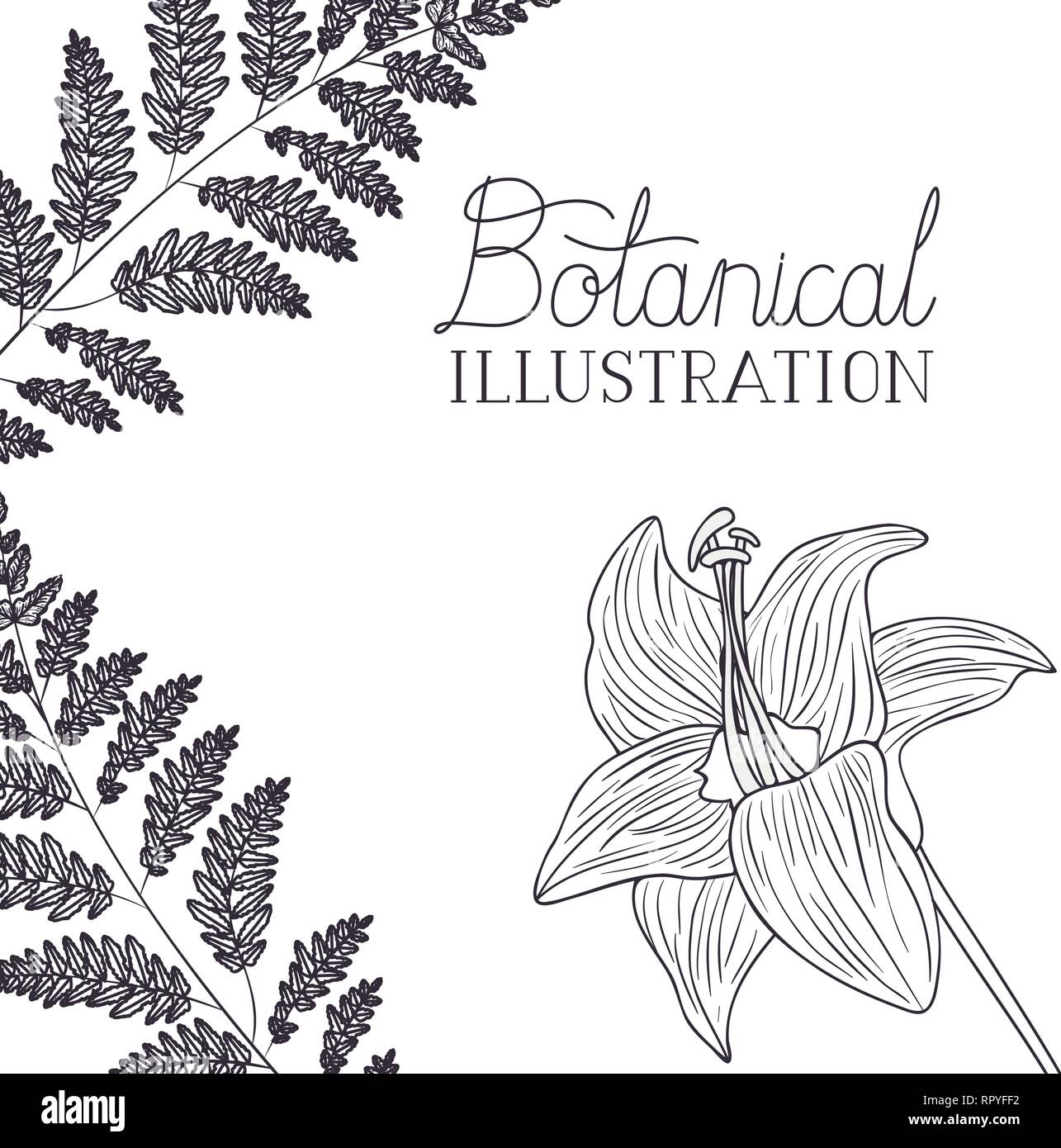 botanical illustration label with plants Stock Vector Image & Art - Alamy