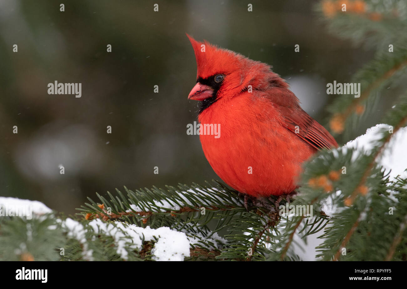 Northern cardinal in snow portrait hi-res stock photography and images ...