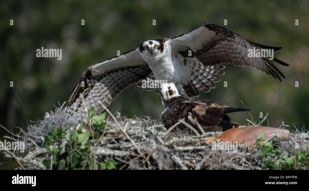 Osprey in Florida Stock Photo - Alamy