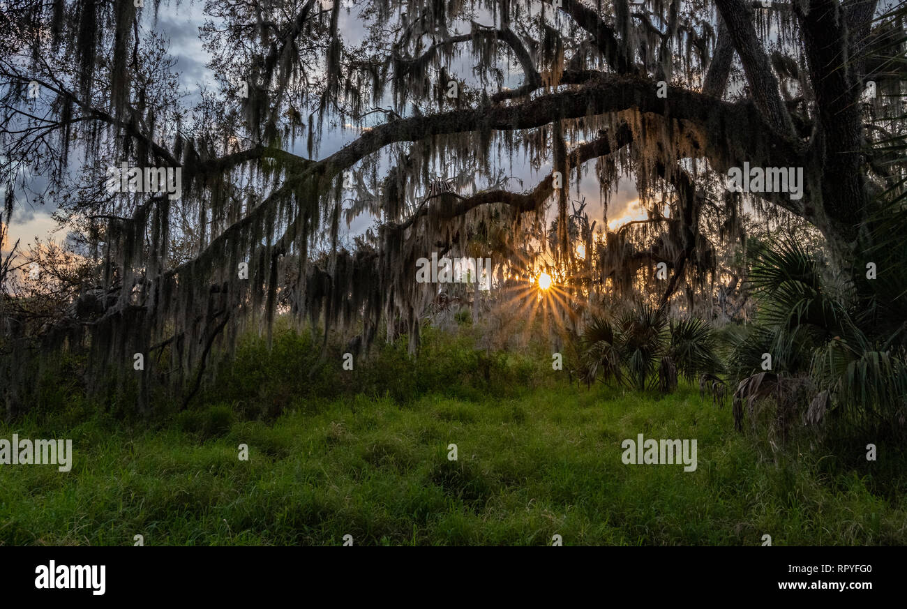 Oak Trees in the Everglades Stock Photo - Alamy