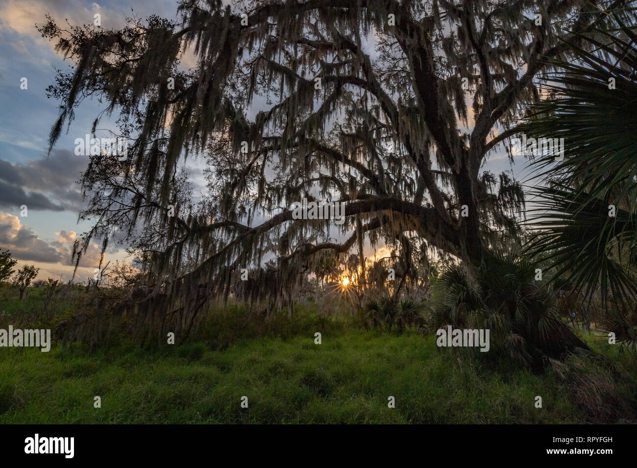 Panoramic oak trees sunrise hi-res stock photography and images - Alamy