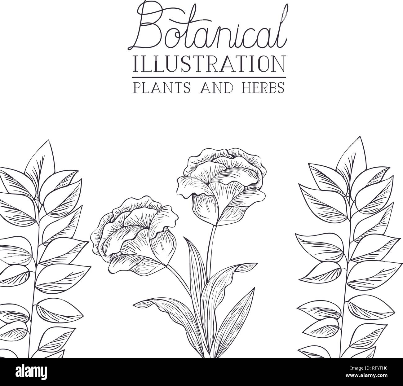 botanical illustration label with plants and herbs Stock Vector Image ...
