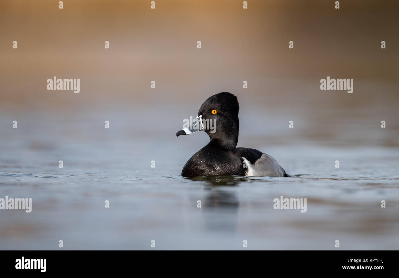 Hen Ring Necked Duck High Resolution Stock Photography and Images - Alamy