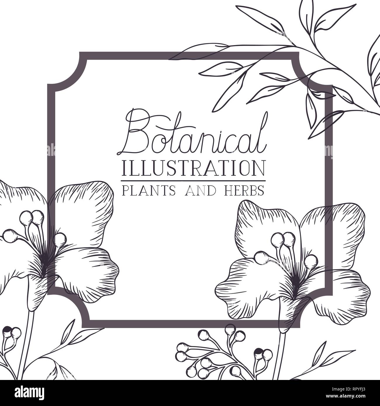 botanical illustration label with plants and herbs Stock Vector Image ...