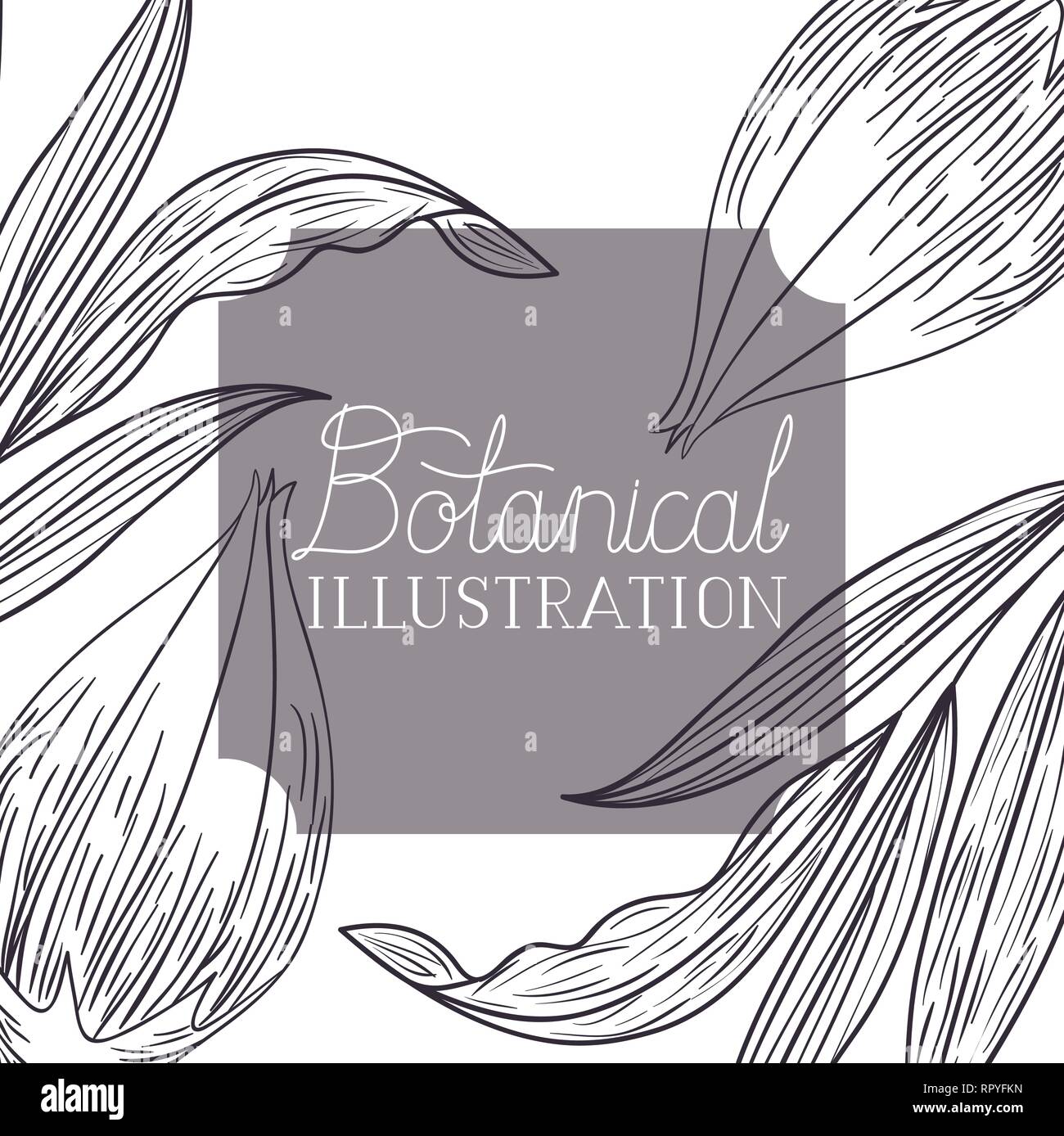 botanical illustration label with plants Stock Vector Image & Art - Alamy