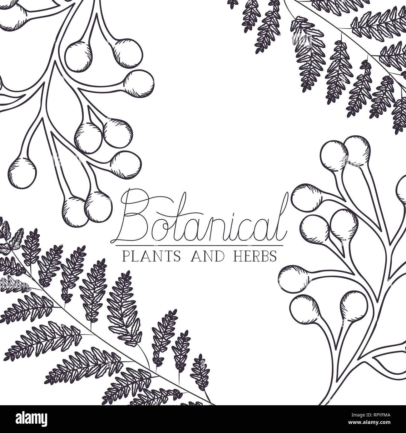 botanical label with plants and herbs Stock Vector Image & Art - Alamy