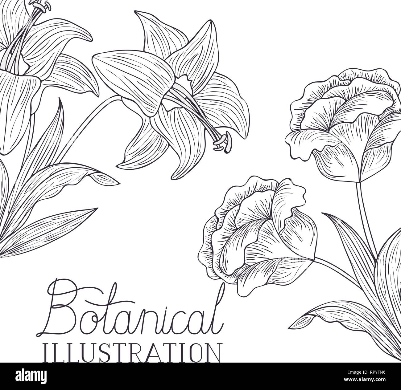 botanical illustration label with plants Stock Vector Image & Art - Alamy