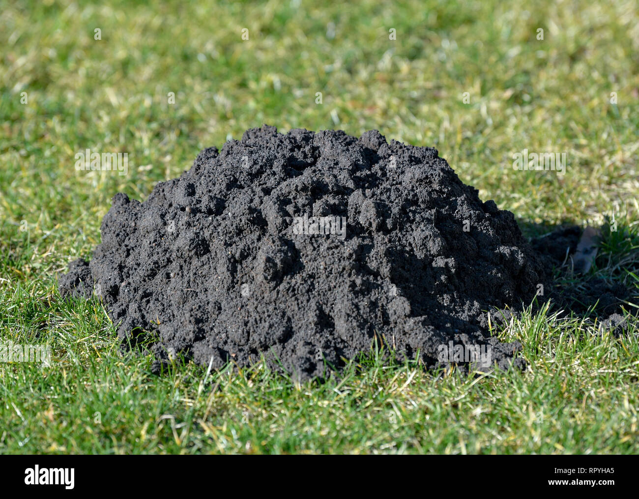 A molehill hi-res stock photography and images - Alamy