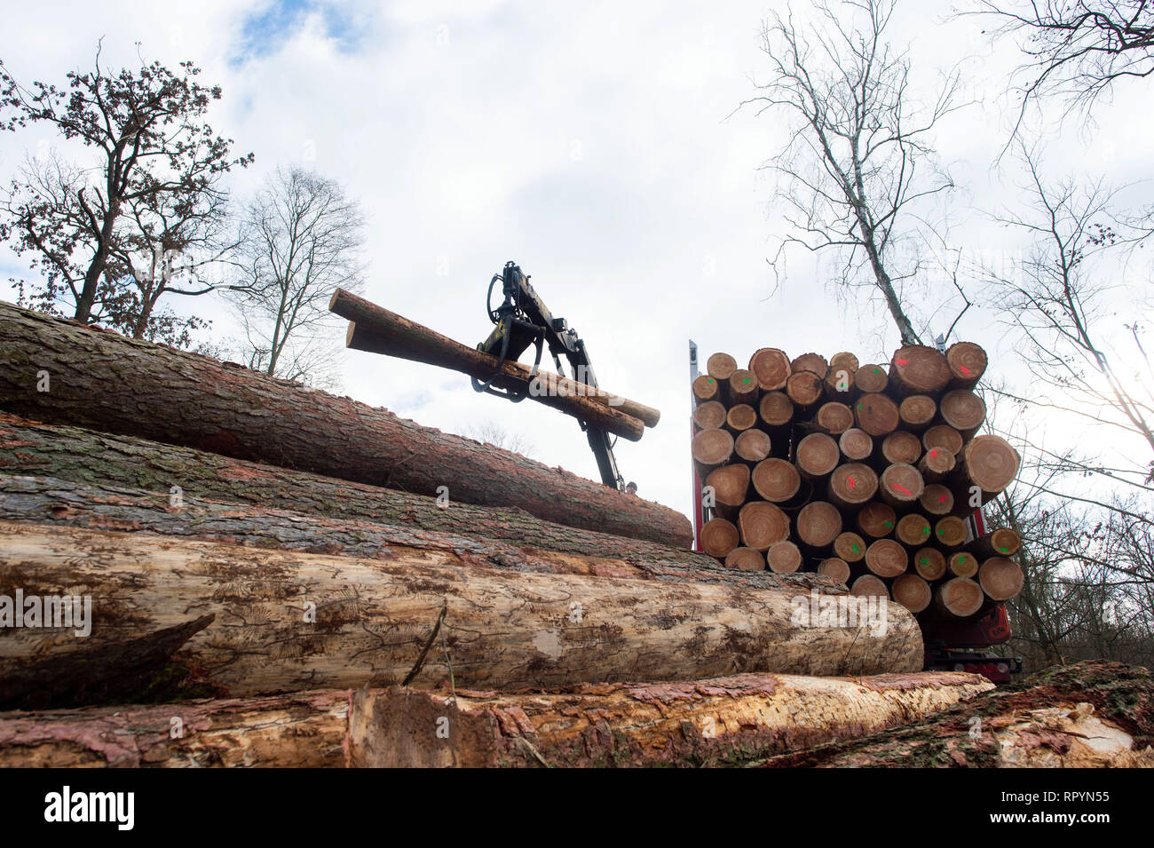 Truck loaded with logs forest tree hi-res stock photography and images ...