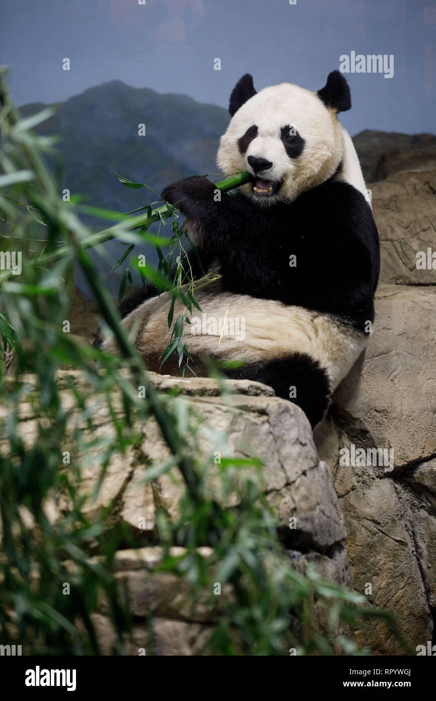 Washington, USA. 23rd Feb, 2019. Giant Panda Mei Xiang eats treats in ...