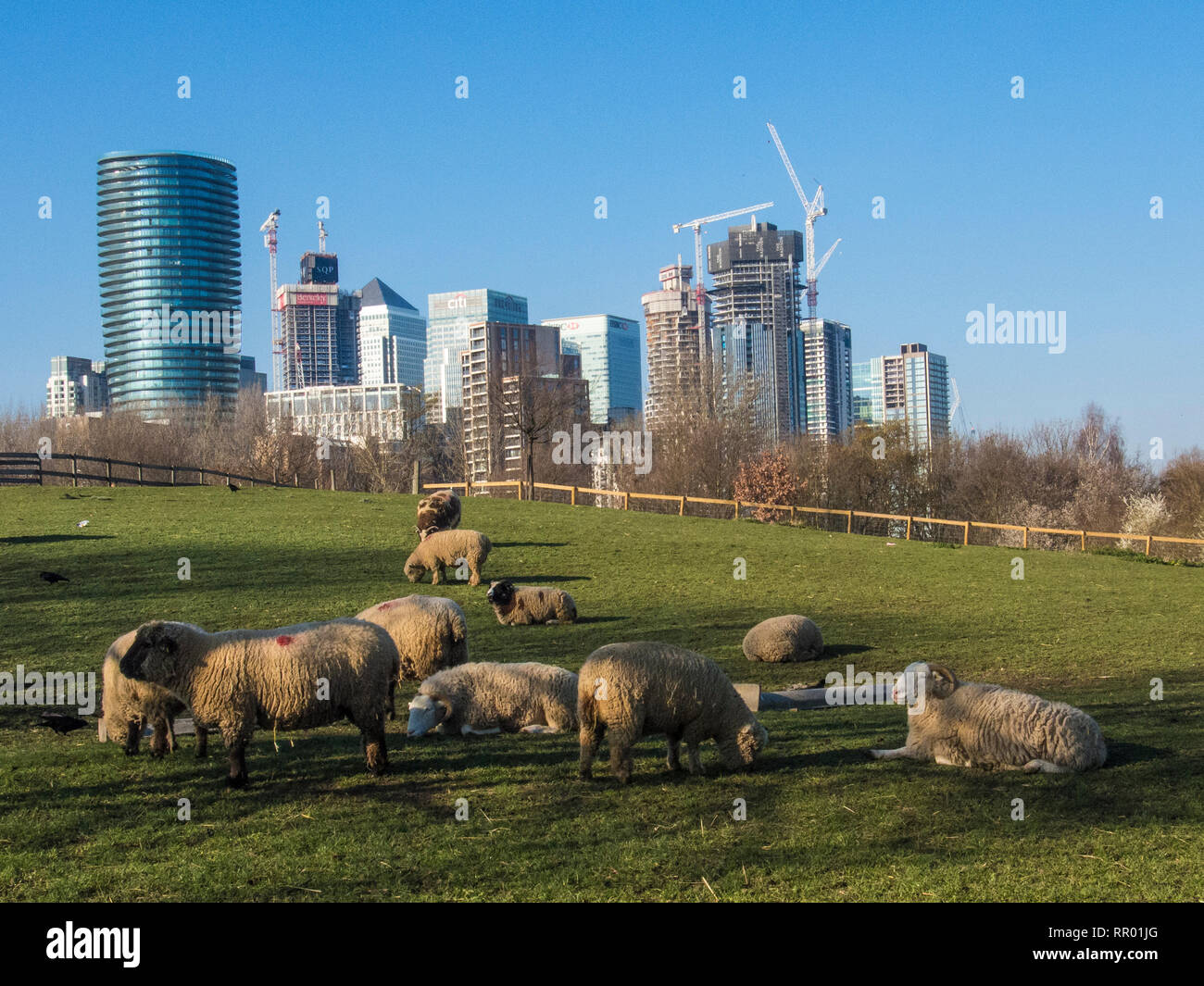 Mudchute farm on isle dogs hi-res stock photography and images - Alamy