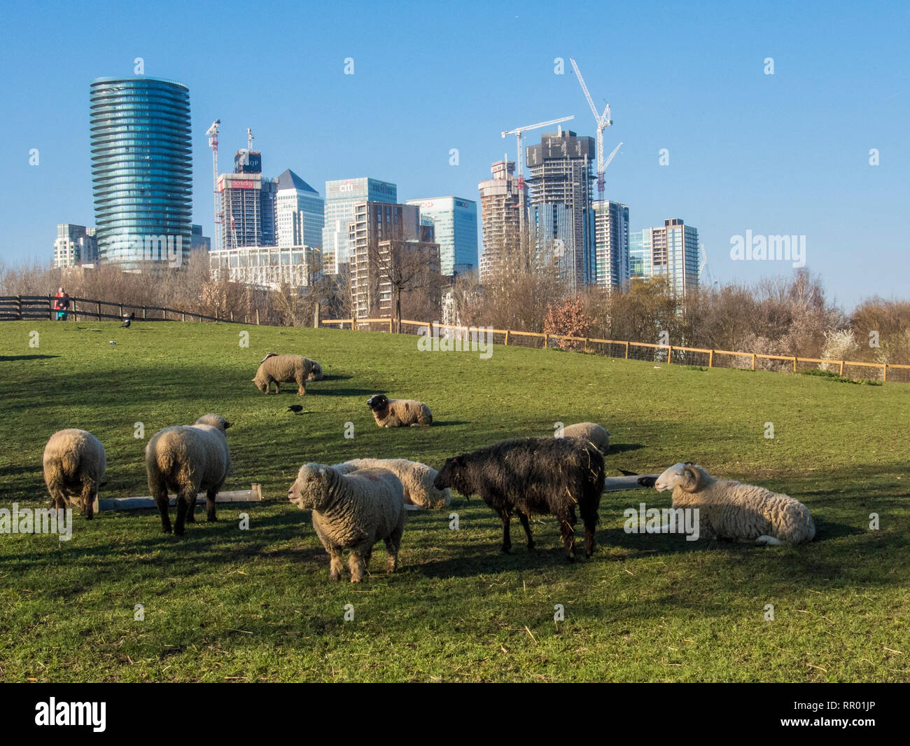 Mudchute farm on isle dogs hi-res stock photography and images - Alamy