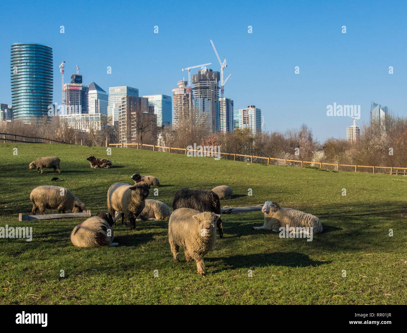 Mudchute farm on isle dogs hi-res stock photography and images - Alamy
