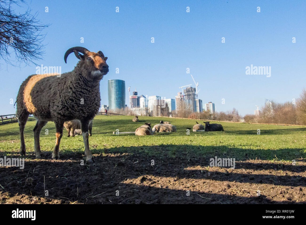 Mudchute farm on isle dogs hi-res stock photography and images - Alamy