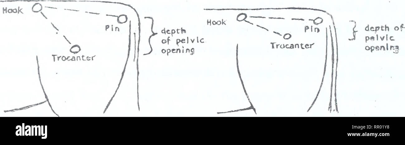 Double muscled cattle hi-res stock photography and images - Alamy