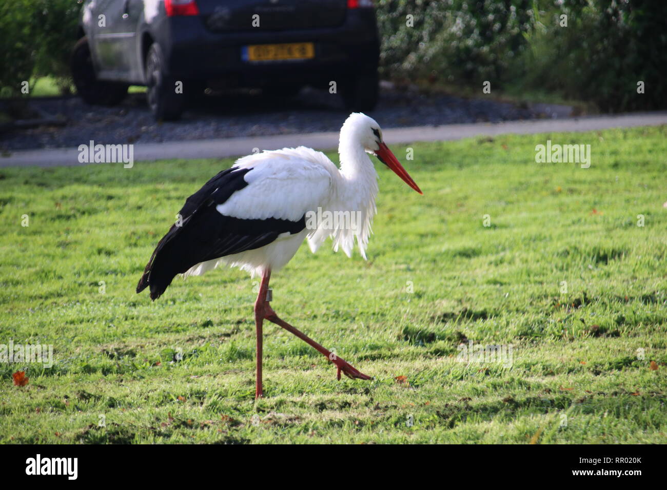White Stork Netherlands Stock Photos & White Stork Netherlands Stock ...