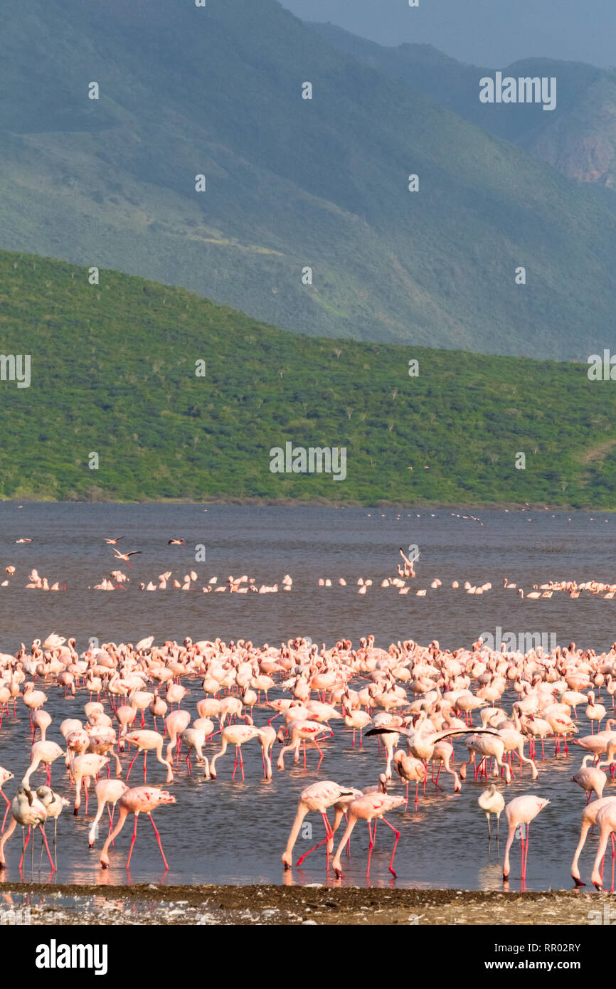 Flamingo of Lake Baringo. Landscapes of Africa. Kenya Stock Photo - Alamy