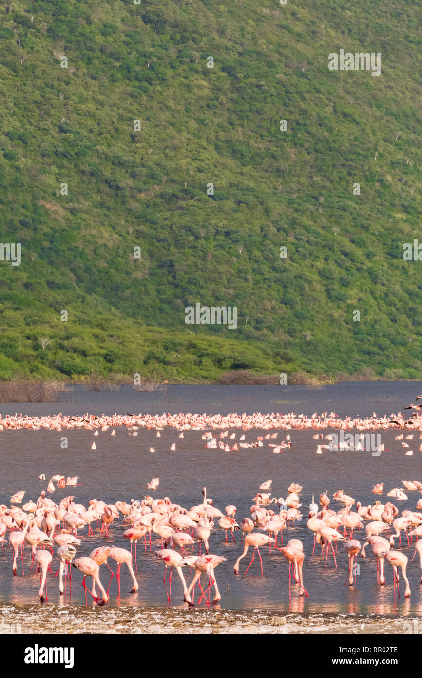 Landscape with pink birds. Flamingo of Lake Baringo. Africa Stock Photo ...