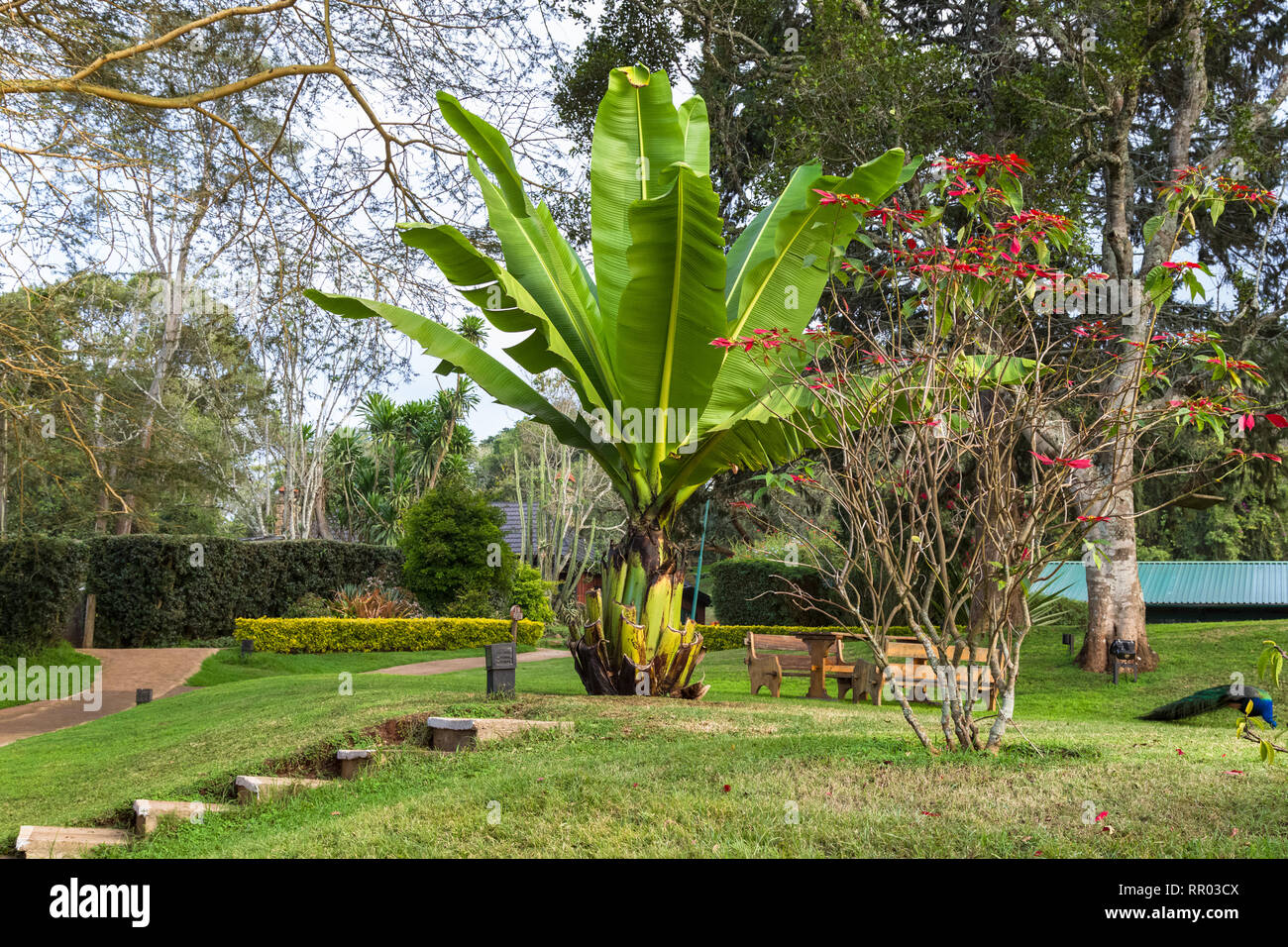Tropical palm tree in Aberdare park, Kenya Stock Photo - Alamy