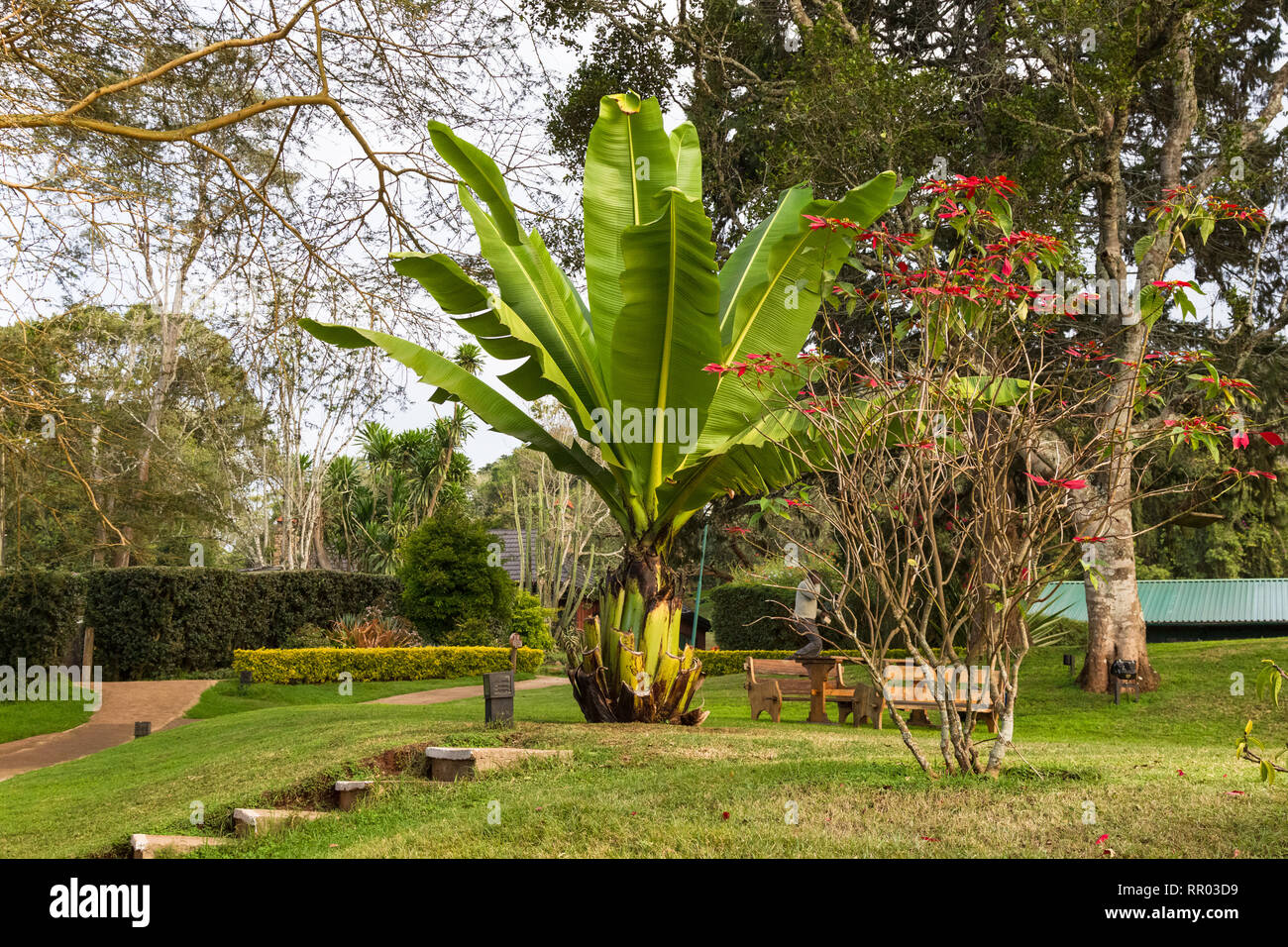 Tropical palm trees in Aberdare Park, Kenya Stock Photo - Alamy