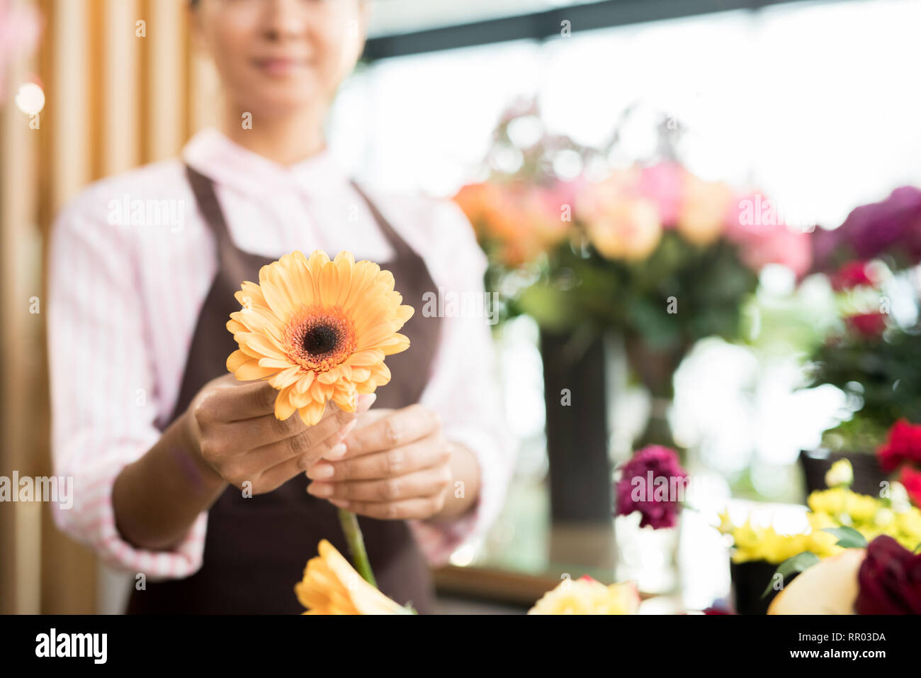 Herbera hi-res stock photography and images - Alamy