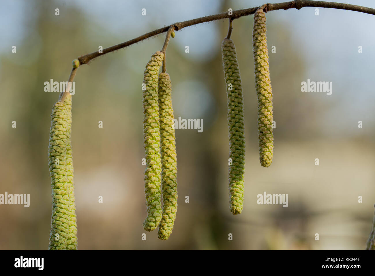 Hanging hazel catkins hi-res stock photography and images - Alamy
