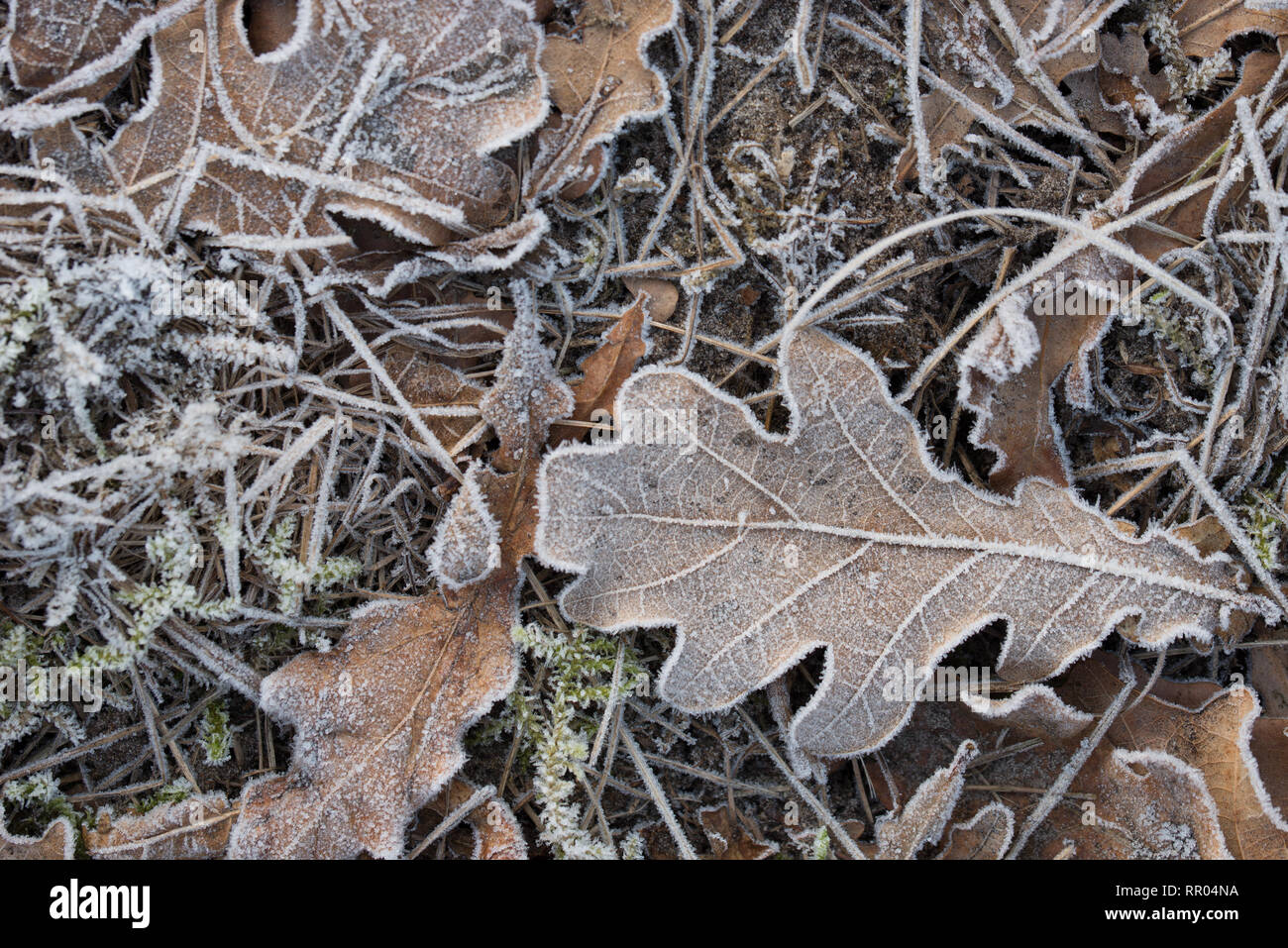 oak leaf on grass covered with hoar frost macro Stock Photo - Alamy