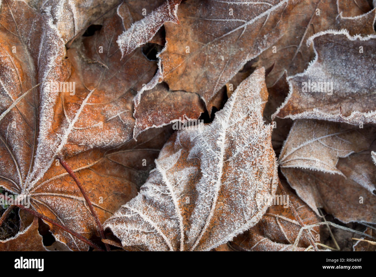 maple leaves covered with white hoar frost macro Stock Photo - Alamy