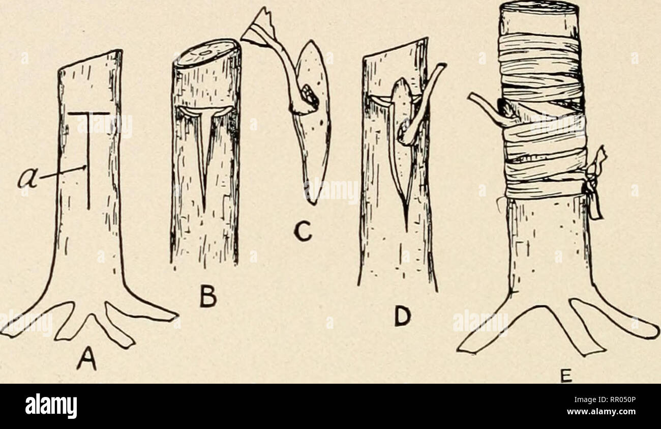 . Agriculture through the laboratory and school garden. A manual and ...