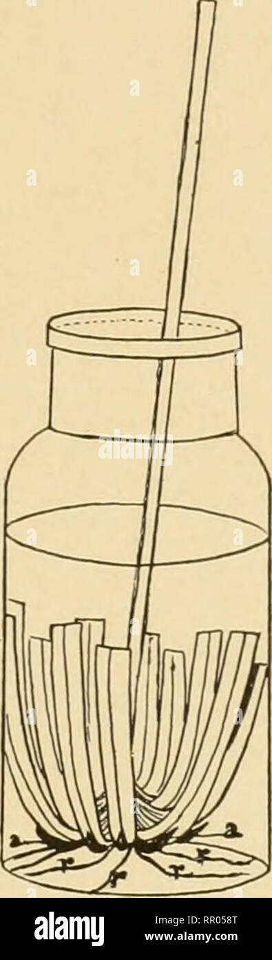 Oleander roots hi-res stock photography and images - Alamy