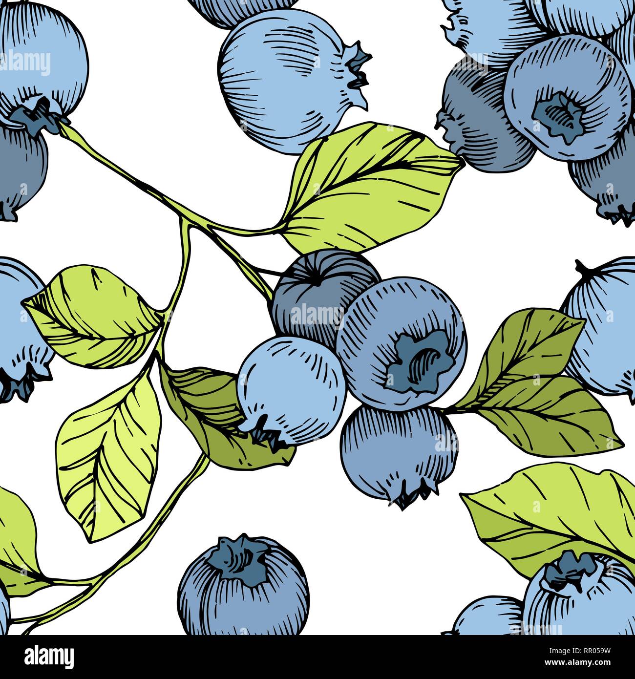 Vector Blueberry green and blue engraved ink art. Berries and green ...