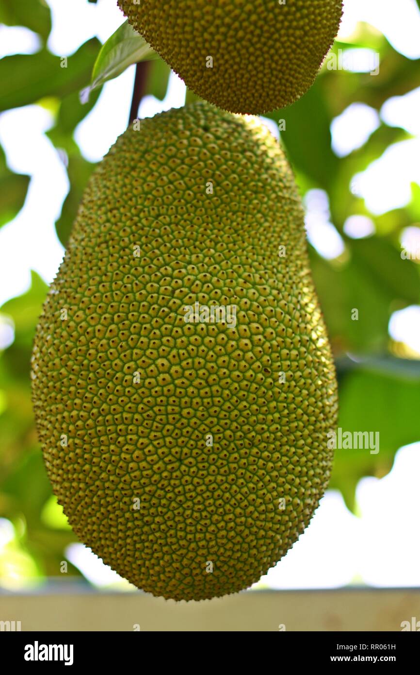 fresh green jackfruit hanging on the tree Stock Photo - Alamy