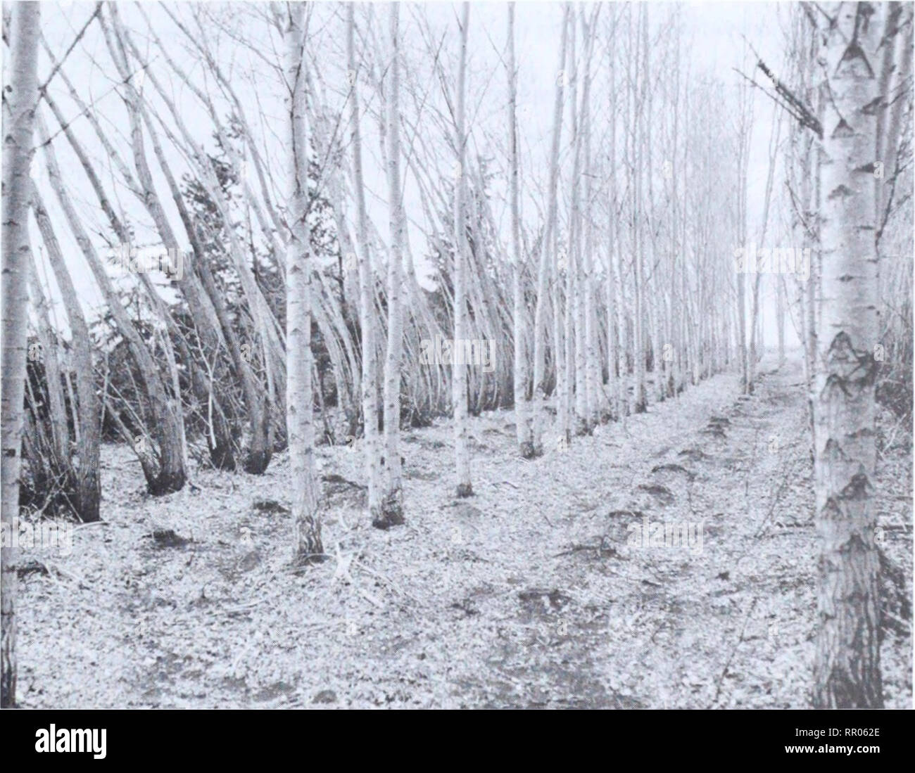 Optimum plant growth hi-res stock photography and images - Alamy