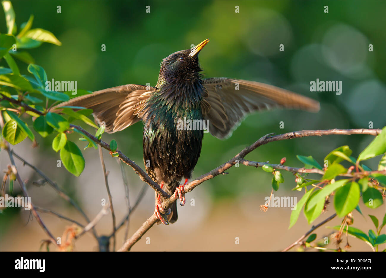 Common starling singing with spreaded wings on cherry tree Stock Photo ...