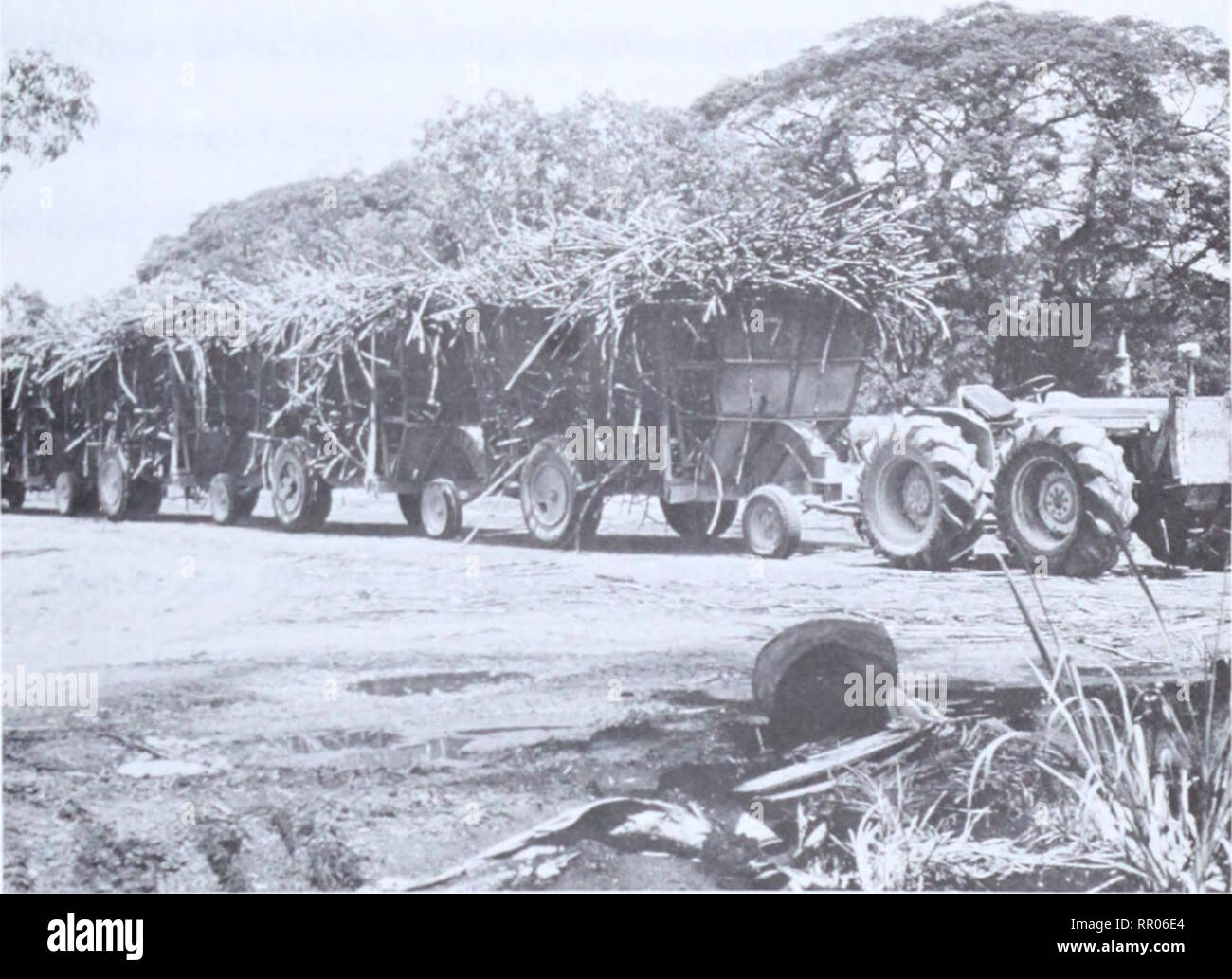 . Agri-news. Agriculture. FOR IMMEDIATE RELEASE A JAMAICAN SUGAR ESTATE ...