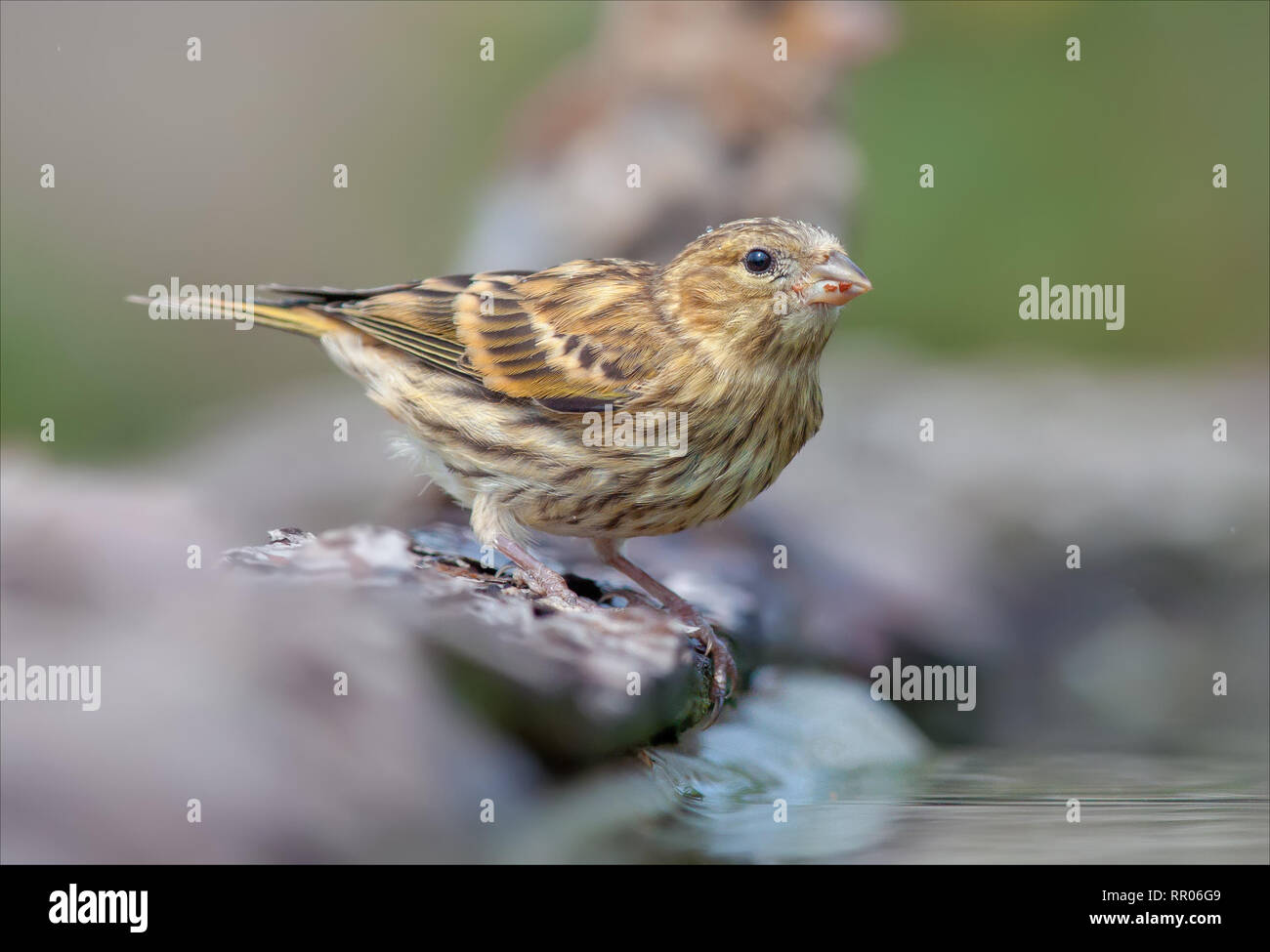 Young serin hi-res stock photography and images - Alamy