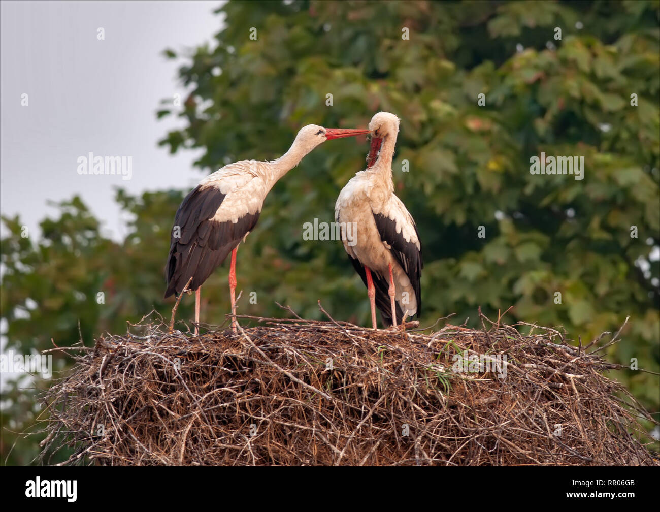 White stork ciconia ciconia male hi-res stock photography and images ...