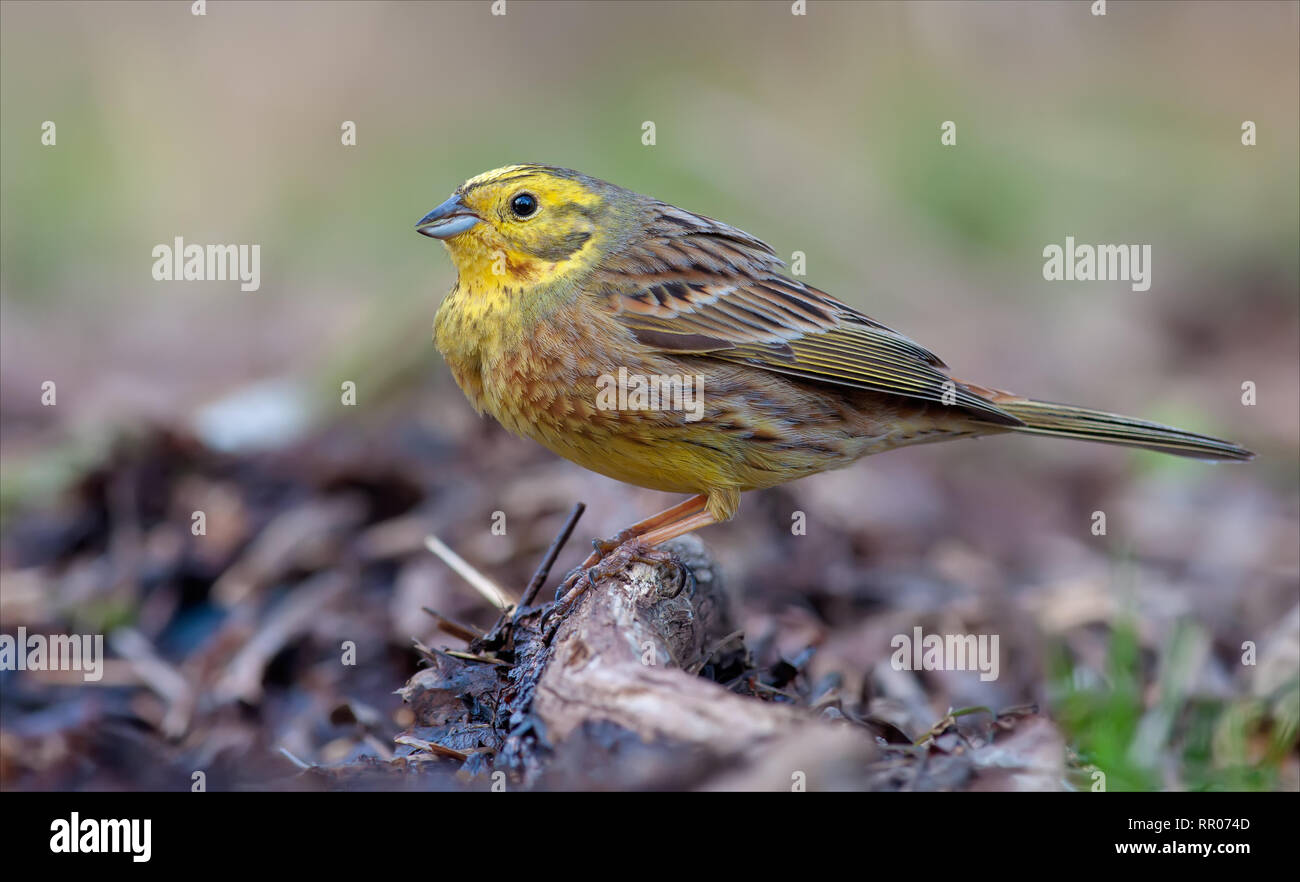 Yellowhammers High Resolution Stock Photography and Images - Alamy