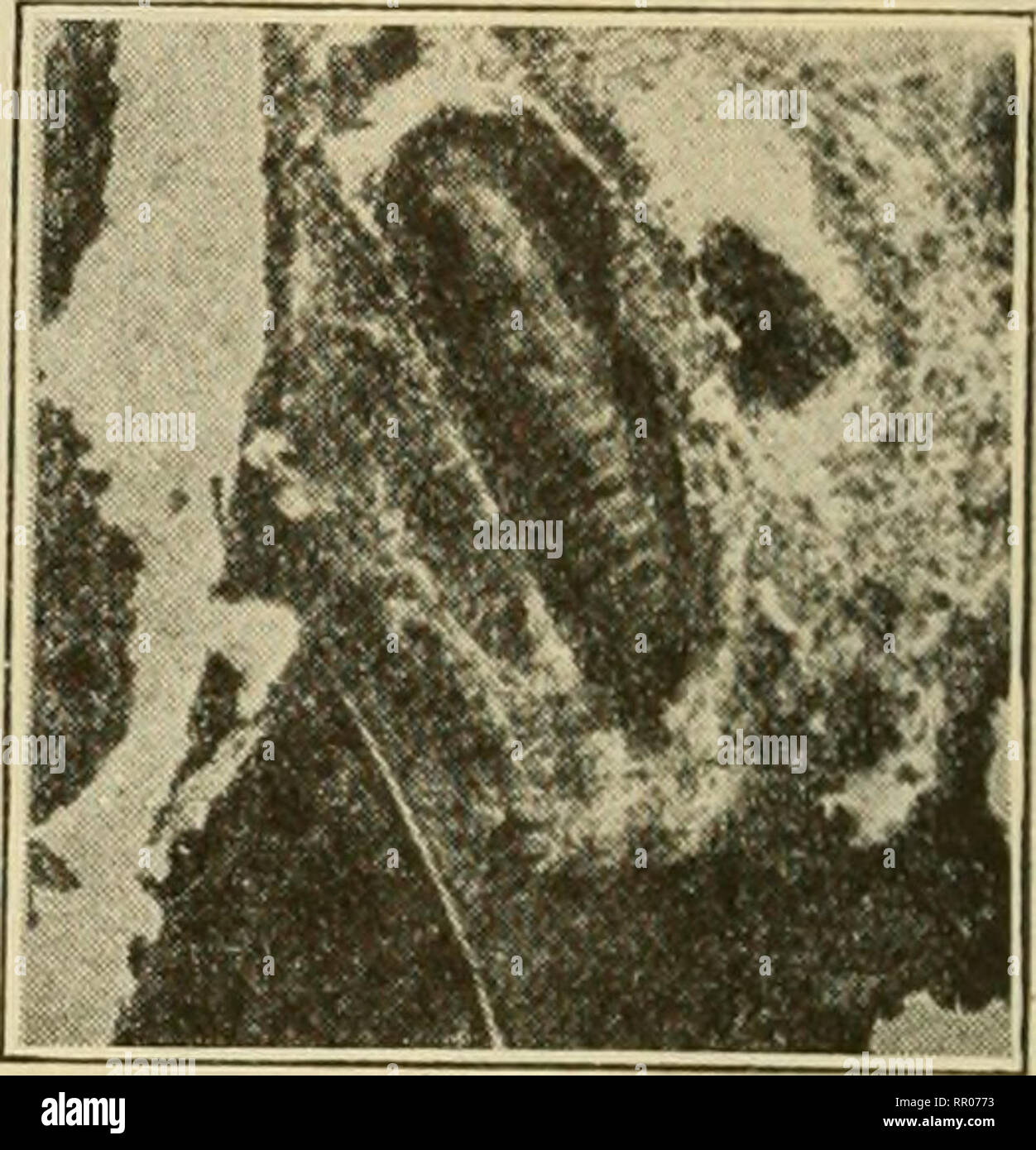 . Agriculture for the Kansas common schools. Agriculture. A codling ...