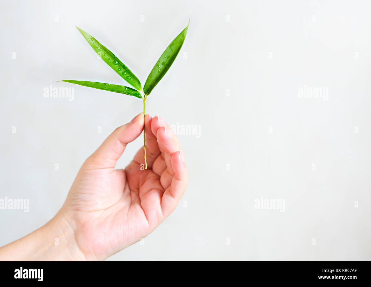 Woman holding green bamboo leaves in her hand over light background ...
