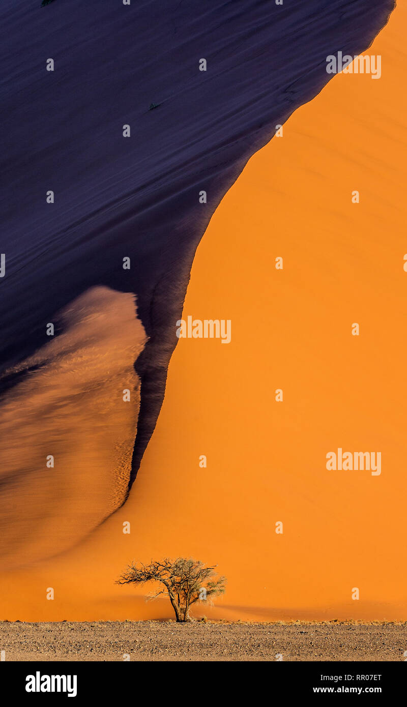 Single tree on the background of a beautiful dune. Stunning light and ...