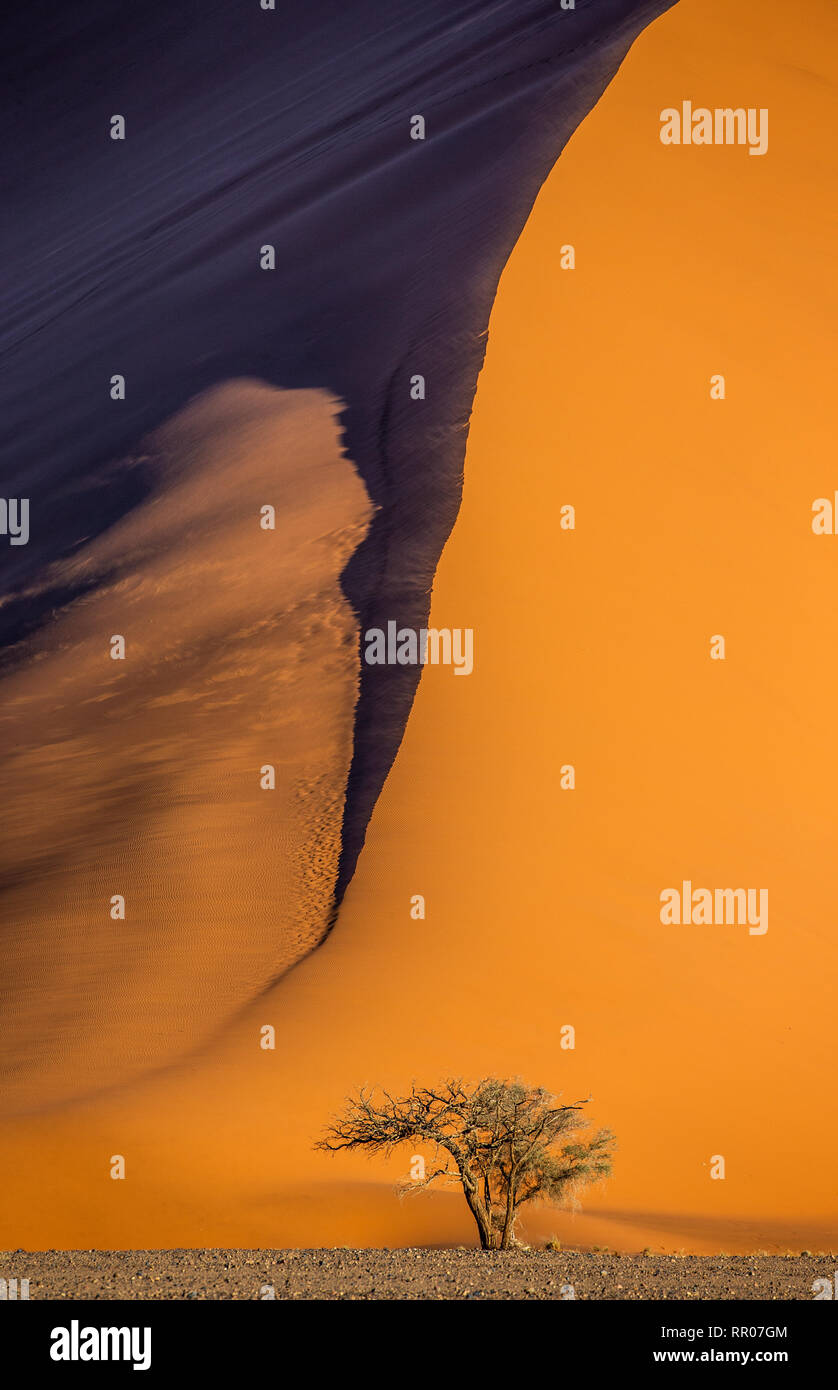 Single tree on the background of a beautiful dune. Stunning light and ...