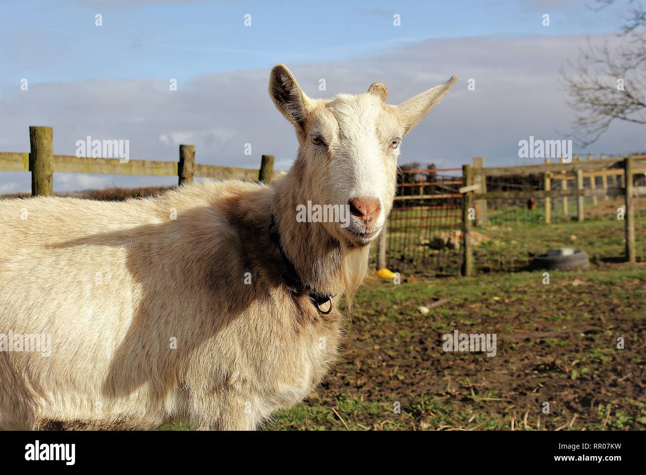 Goat with blue collar hi-res stock photography and images - Alamy